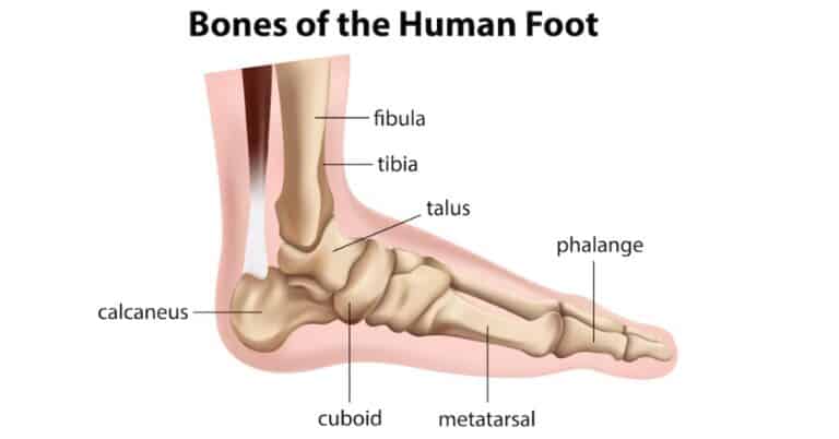 Barefoot Shoes Science | Comprehensive Guide | BareTread.com